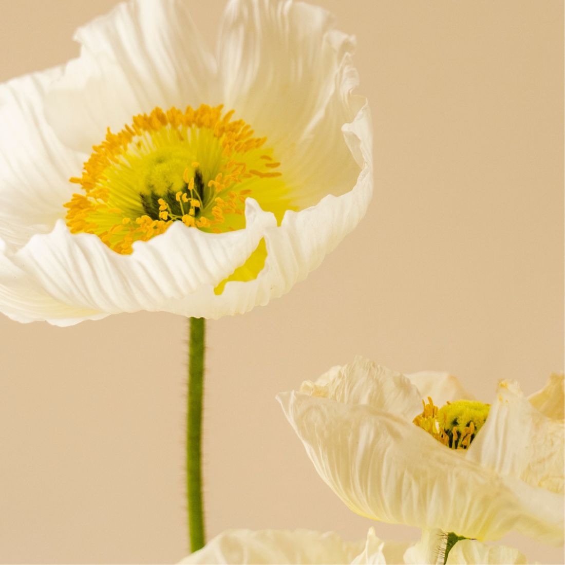 Flowers After Hours | Botany Town Centre